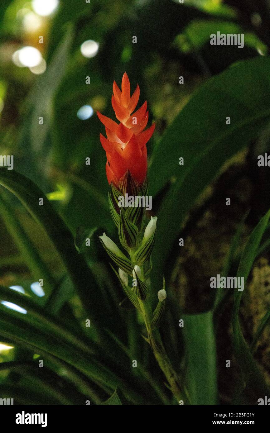 Guzmania monostachia red flower is an epiphytic species that grows in ...