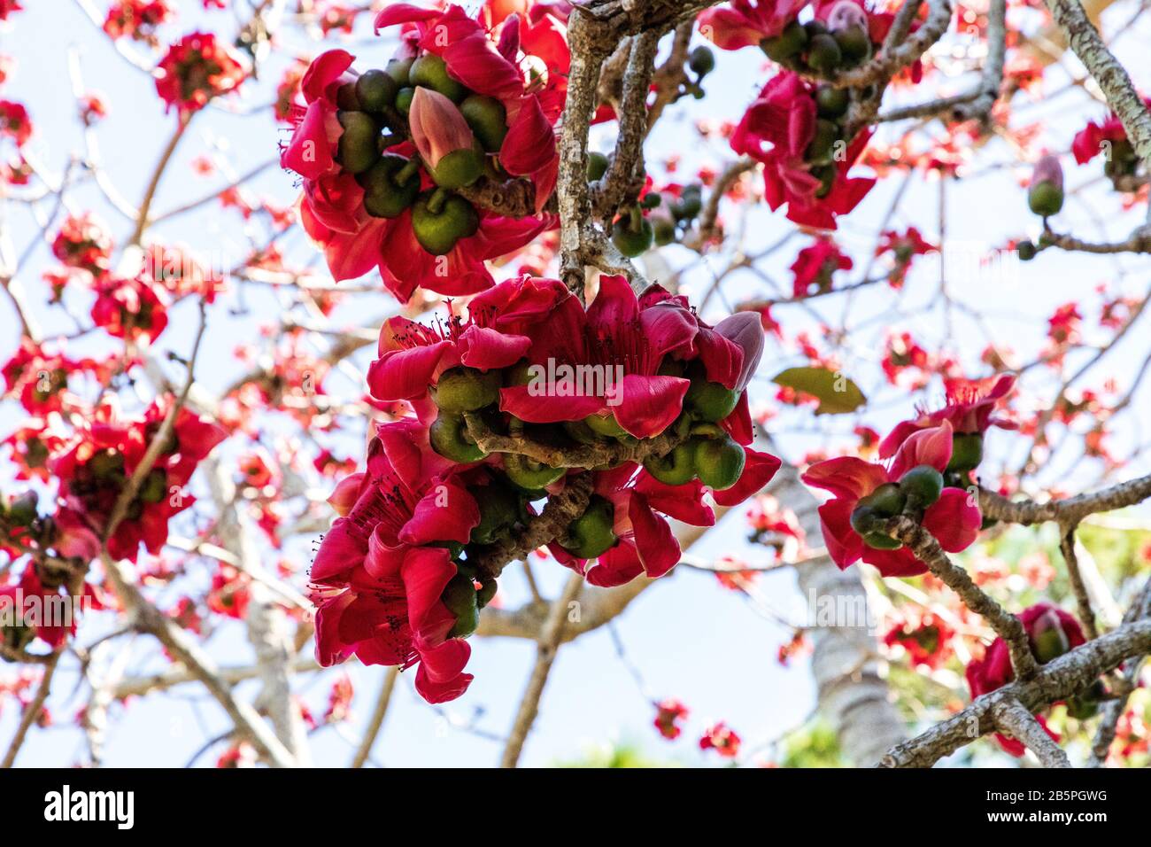 Red silk cotton tree hi-res stock photography and images - Alamy