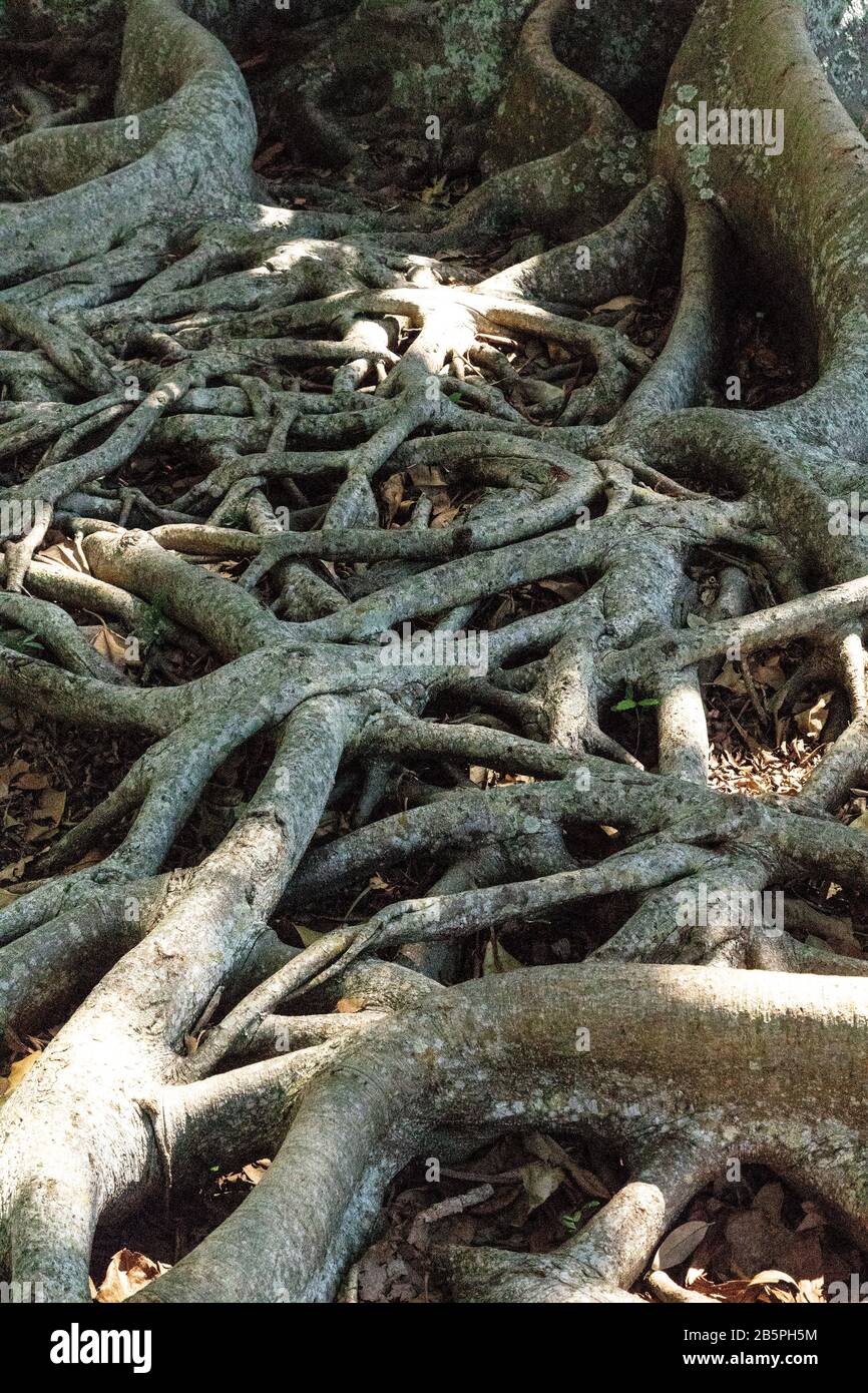 Strangler fig tree roots Ficus aurea grow in South West Florida Stock ...