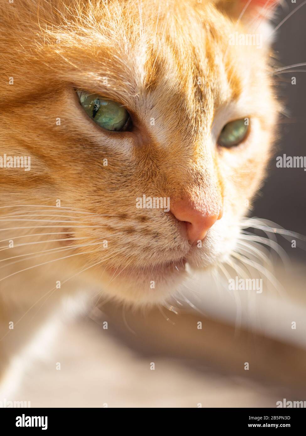 Cute ginger cat is looking side. Pet portrait closeup face Stock Photo ...