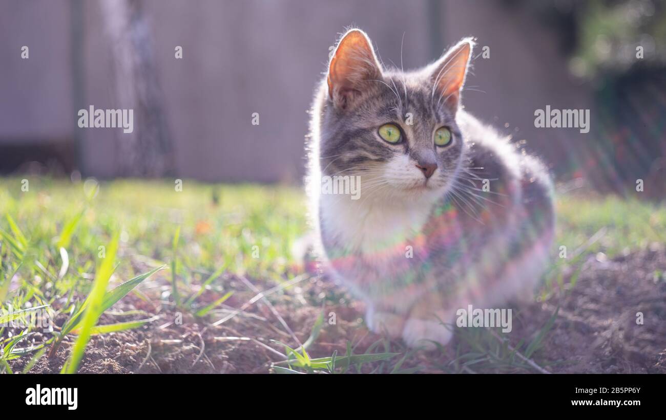 Cute kitten rest on green grass in a sunny garden Stock Photo - Alamy