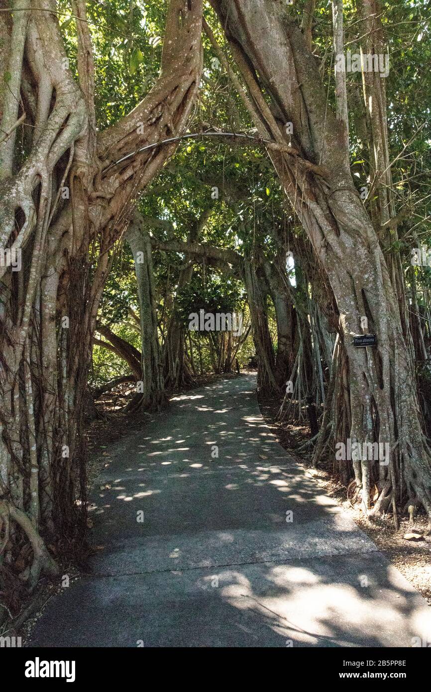 Strangler fig tree path Ficus aurea grow in South West Florida Stock ...