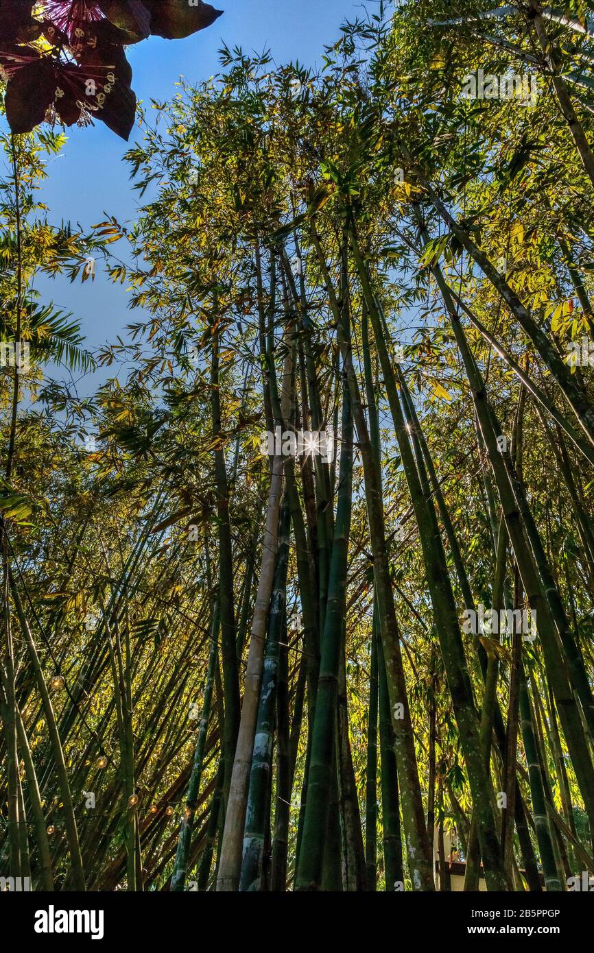 Sun shines through the tall stalks of Japanese timber bamboo ...
