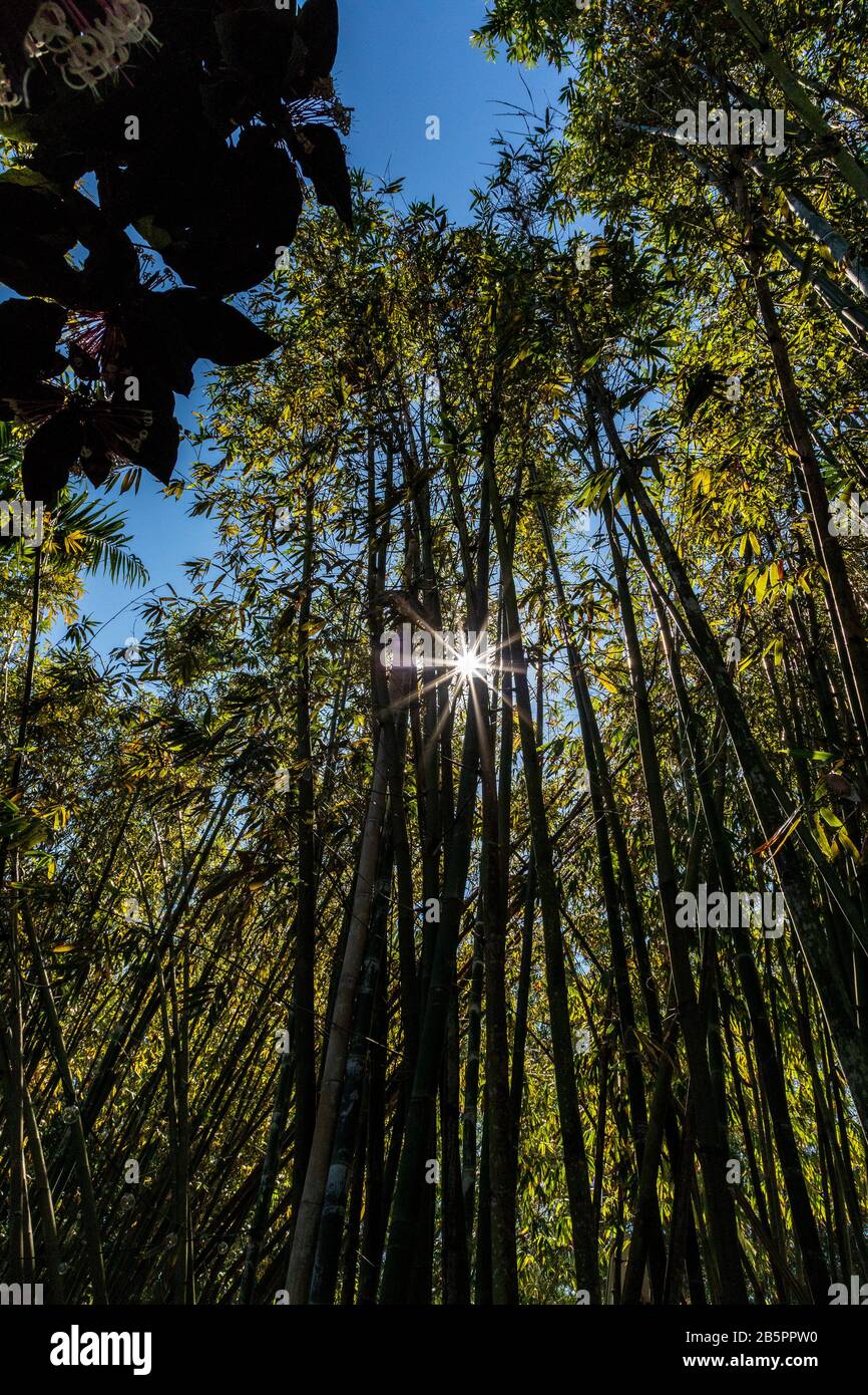 Japanese timber bamboo hi-res stock photography and images - Alamy