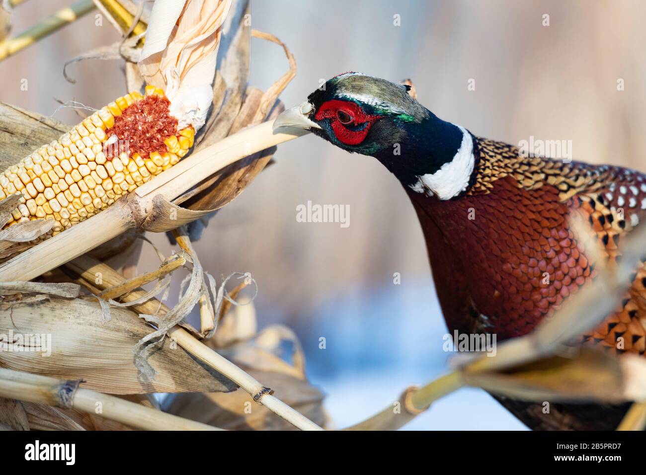 A rooster Pheasant on a winter day in a cornfield Stock Photo - Alamy