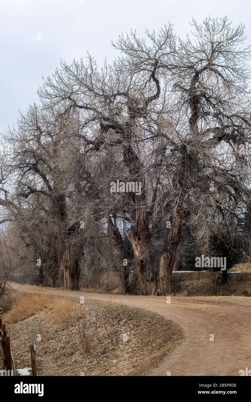 Bare Trees on the Side of High Line Canal Trail in Greenwood Village ...