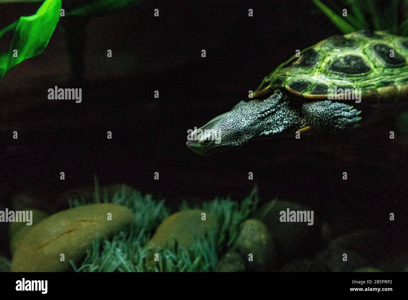Diamondback terrapin Malaclemys terrapin turtle with a long neck peers ...