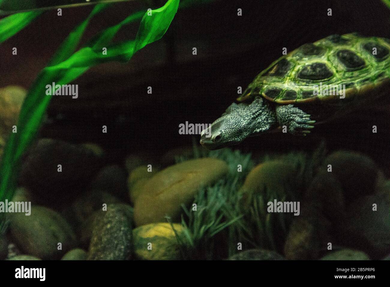 Diamondback terrapin Malaclemys terrapin turtle with a long neck peers ...