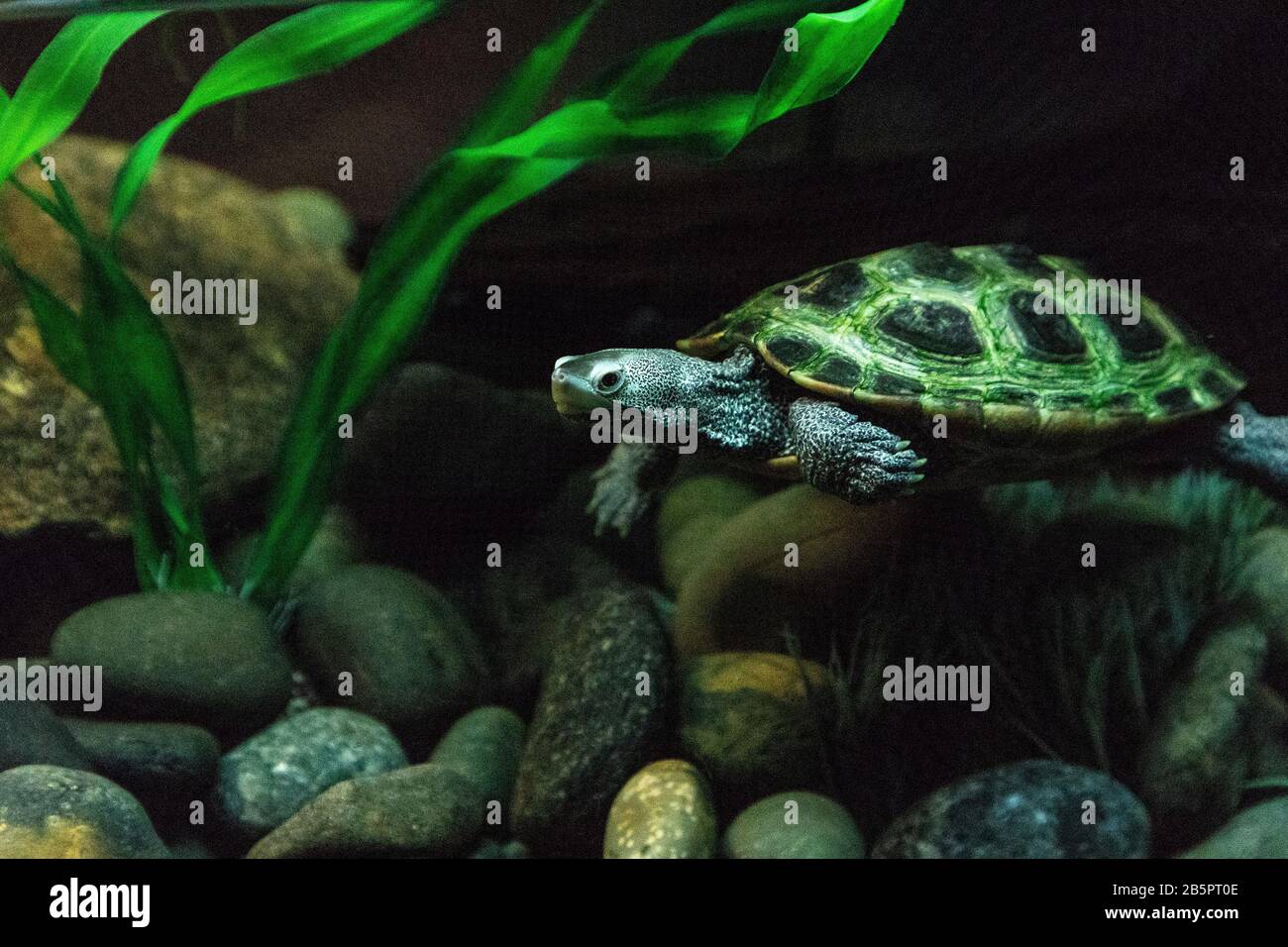Diamondback terrapin Malaclemys terrapin turtle with a long neck peers ...