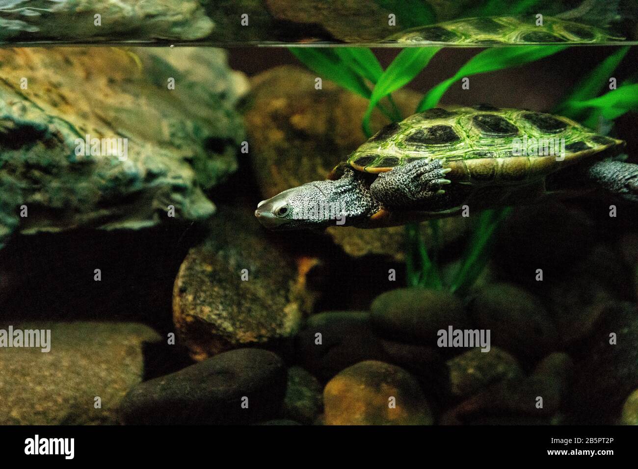 Diamondback terrapin Malaclemys terrapin turtle with a long neck peers ...