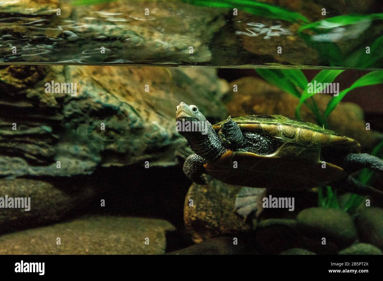 Diamondback terrapin Malaclemys terrapin turtle with a long neck peers ...
