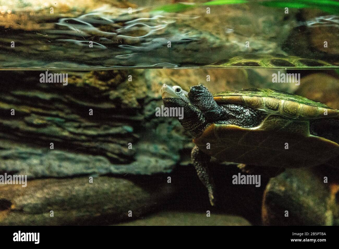Diamondback terrapin Malaclemys terrapin turtle with a long neck peers ...
