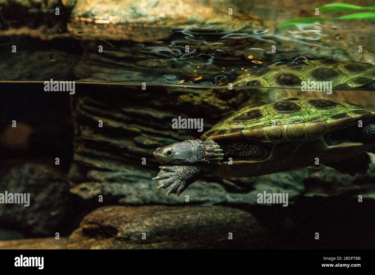 Diamondback terrapin Malaclemys terrapin turtle with a long neck peers ...