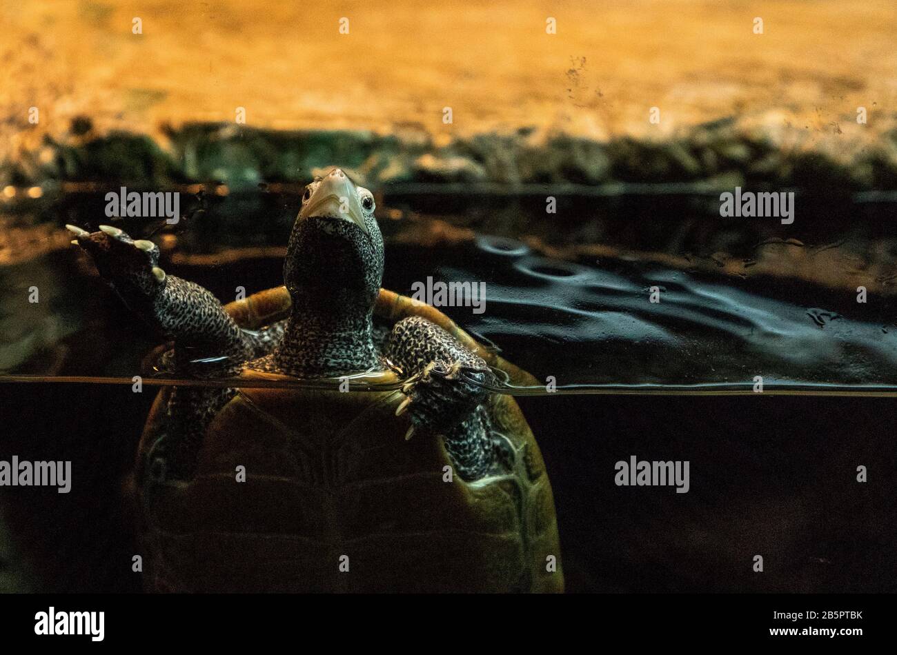 Diamondback terrapin Malaclemys terrapin turtle with a long neck peers ...