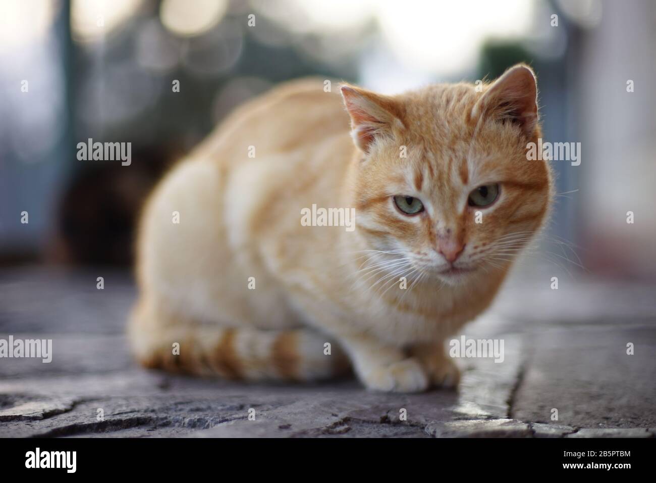 Lovely ginger cat relax on a stone floor outdoor Stock Photo - Alamy