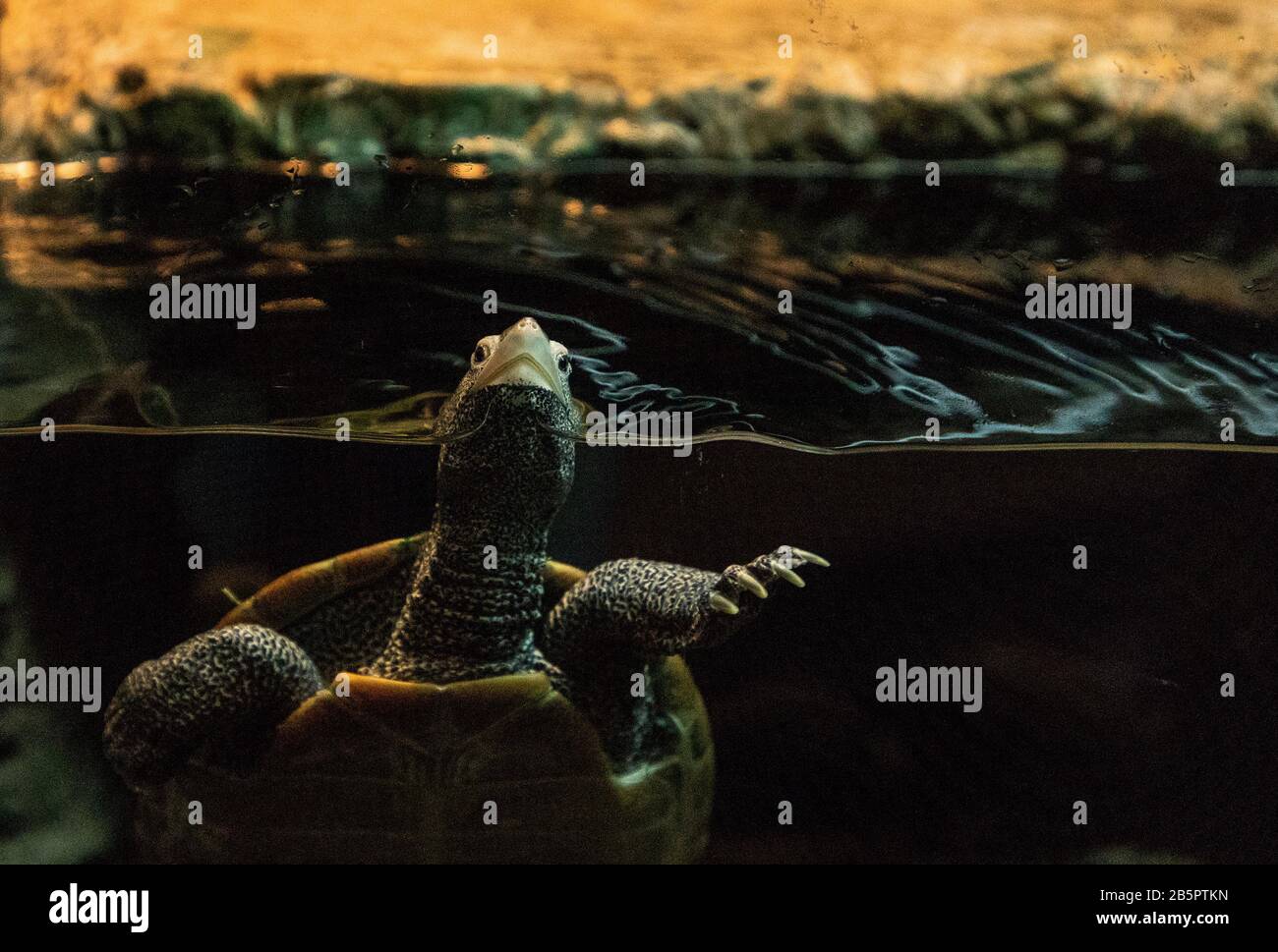 Diamondback terrapin Malaclemys terrapin turtle with a long neck peers ...