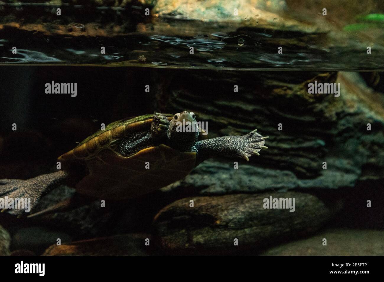Diamondback terrapin Malaclemys terrapin turtle with a long neck peers ...