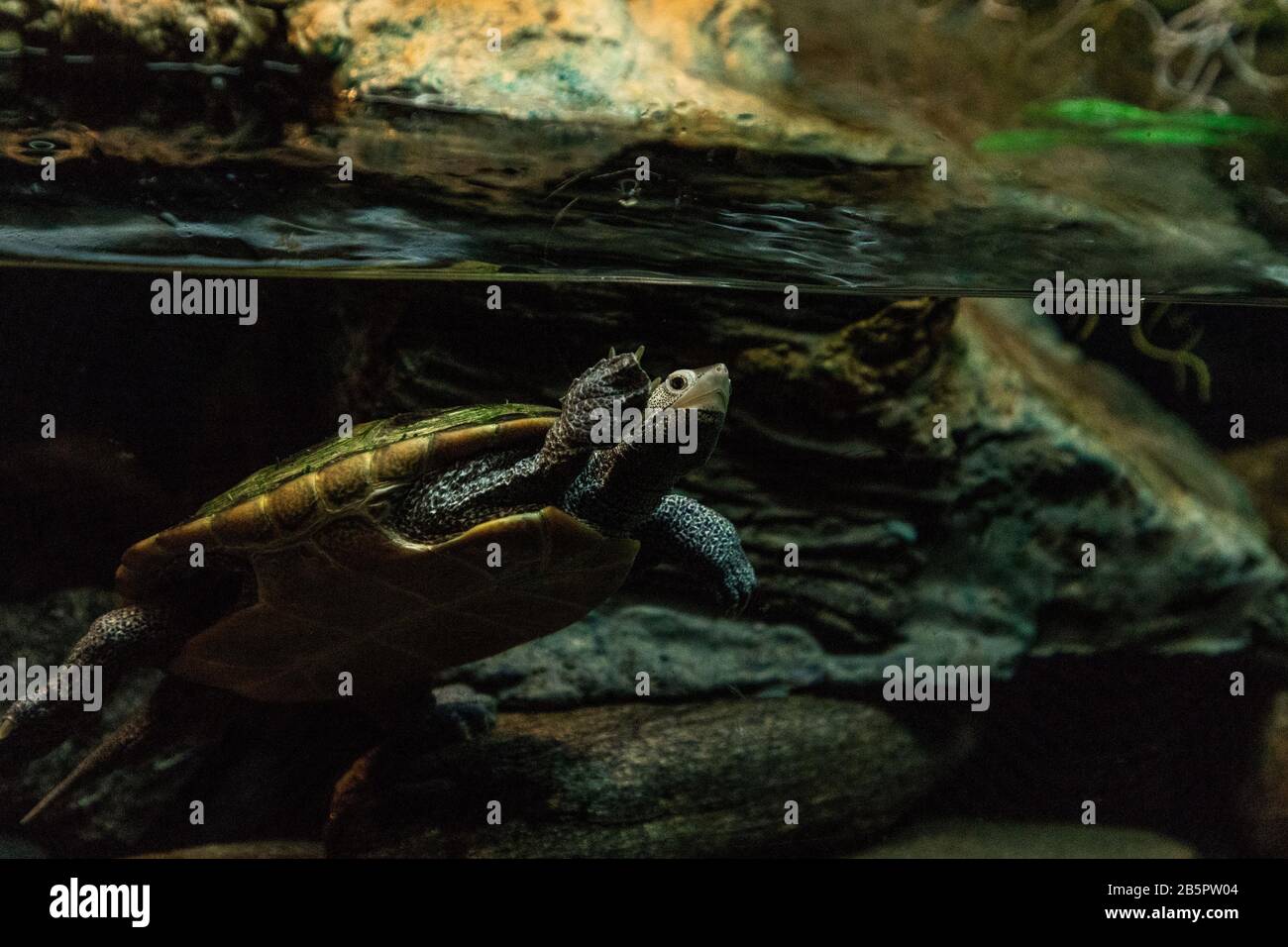 Diamondback terrapin Malaclemys terrapin turtle with a long neck peers ...