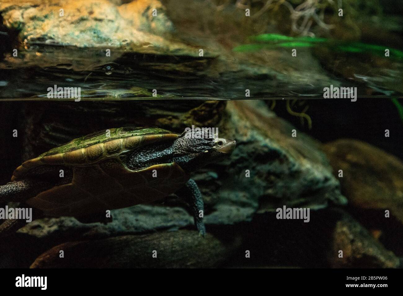 Diamondback terrapin Malaclemys terrapin turtle with a long neck peers curiously from the water ...