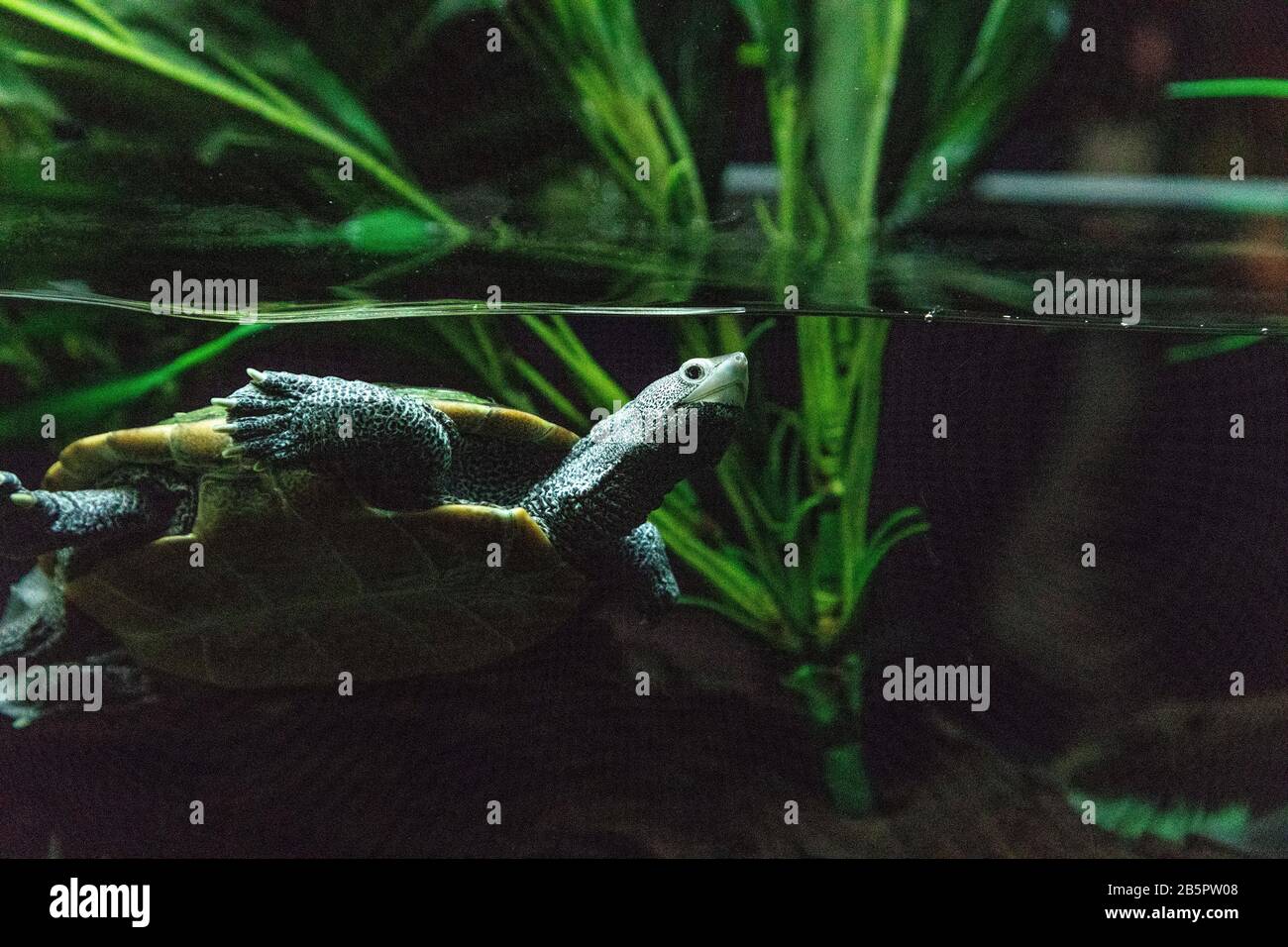 Diamondback terrapin Malaclemys terrapin turtle with a long neck peers ...