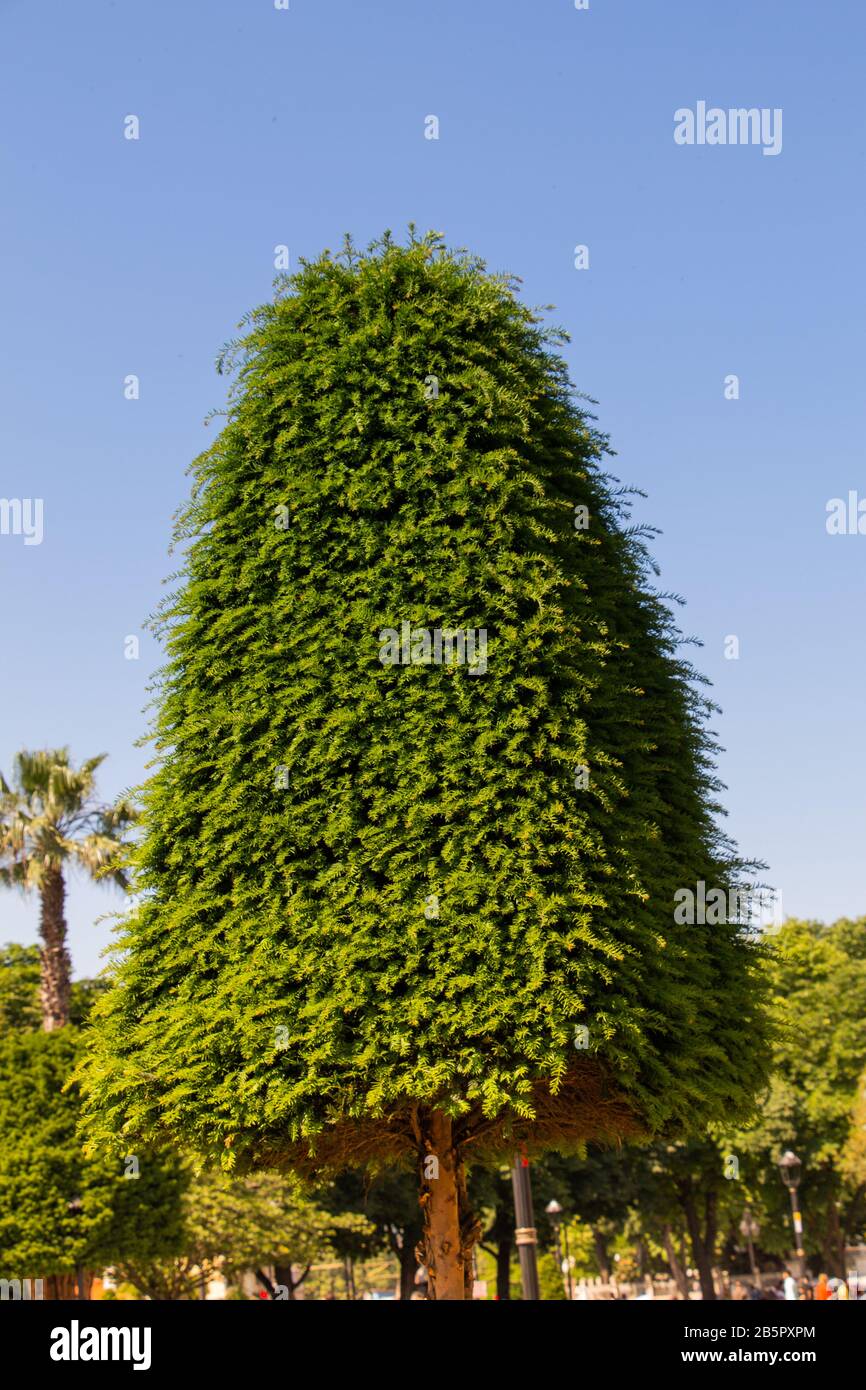 Very young small oak tree in pine forest in summer hi-res stock ...