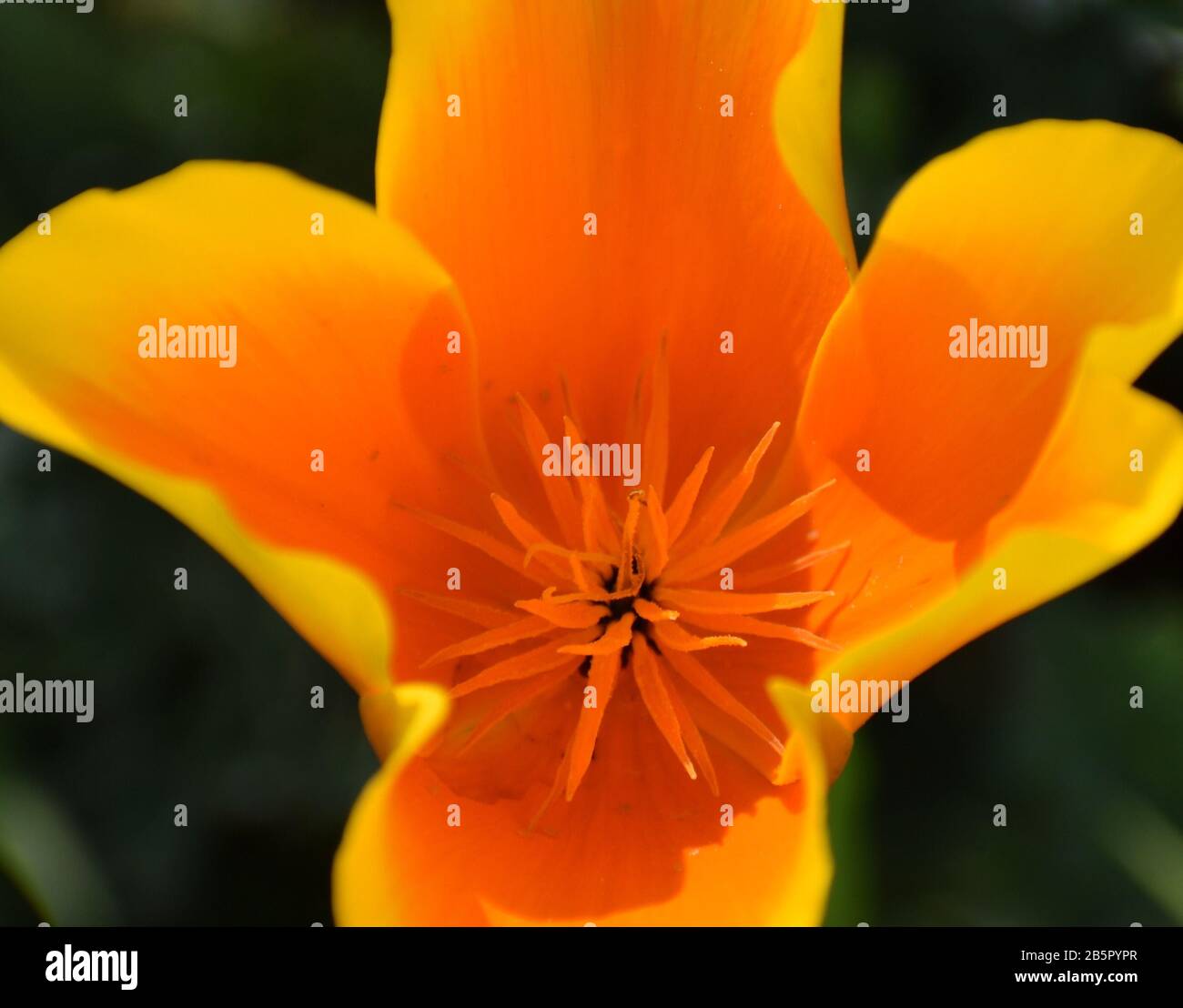 Parts of a poppy hi-res stock photography and images - Alamy