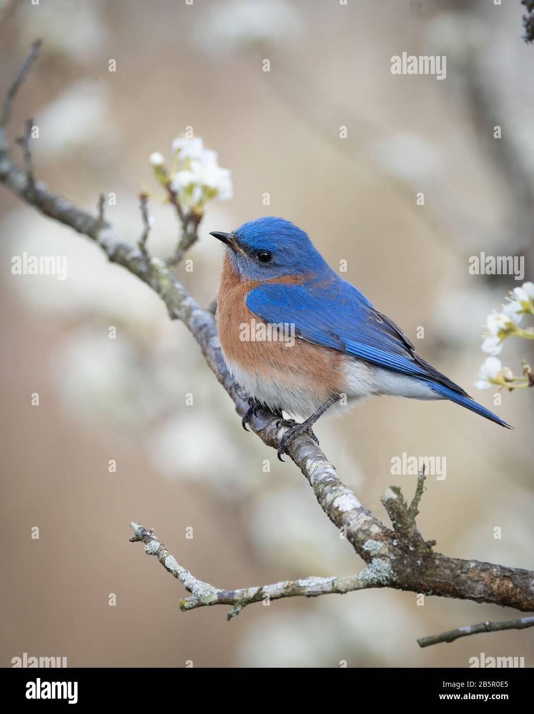 An eastern bluebird peched in a plum tree Stock Photo - Alamy