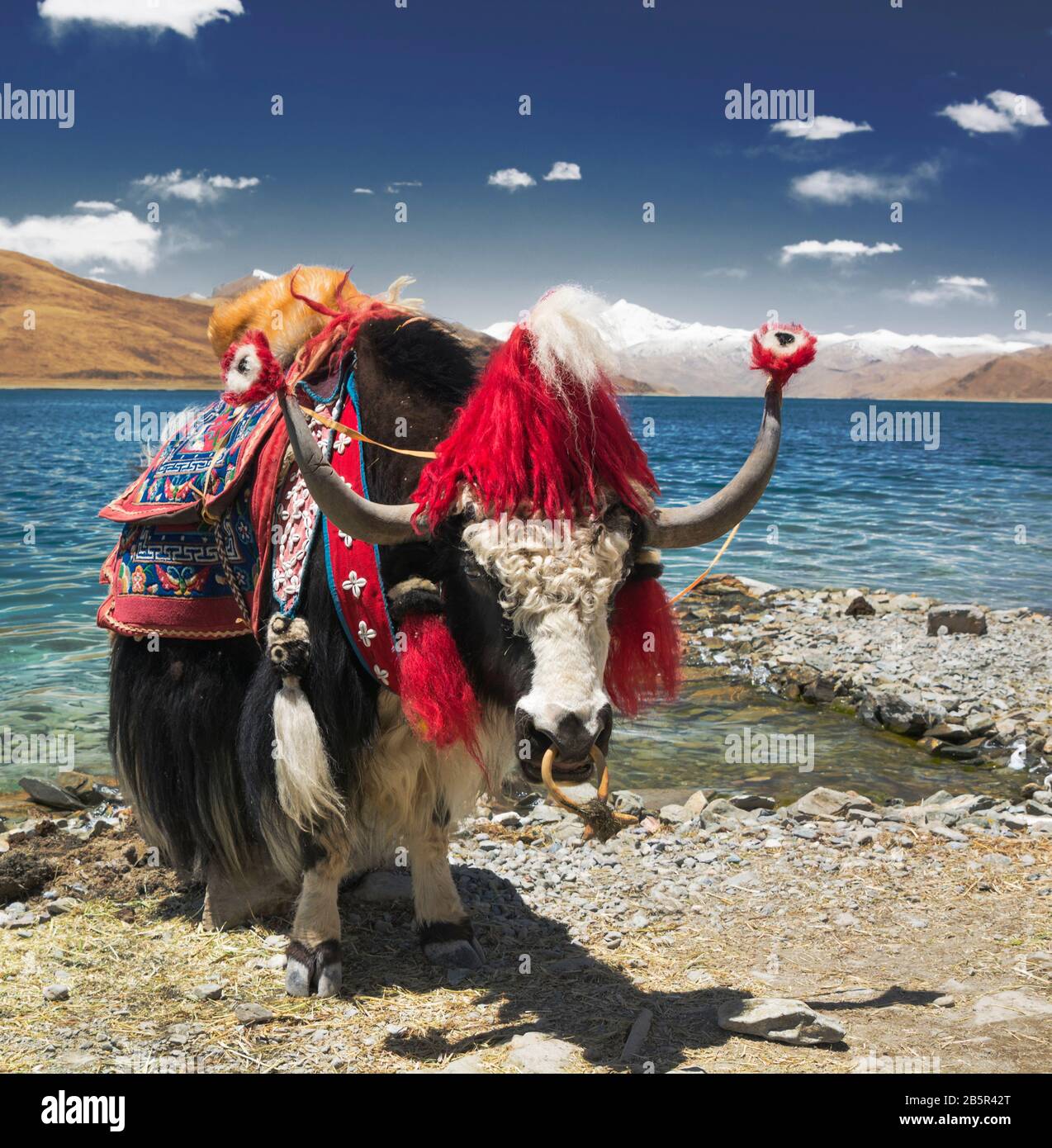 High yak hi-res stock photography and images - Alamy