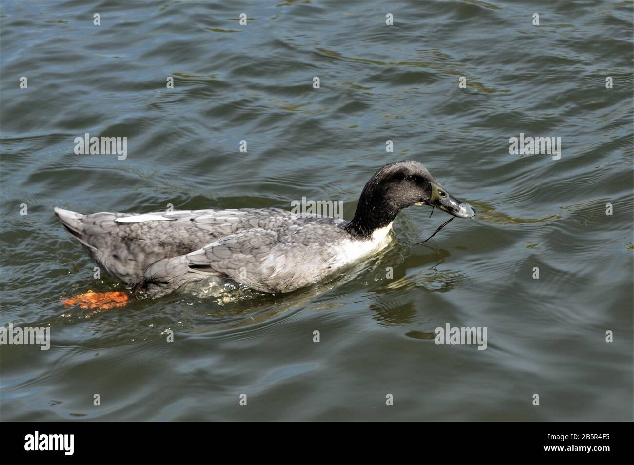 Old gray duck Stock Photo - Alamy