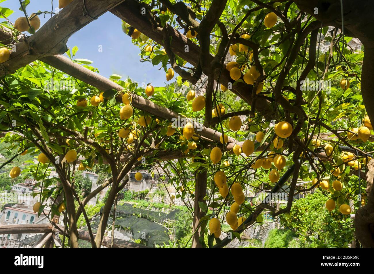 Lemons for Limoncello, Amalfi's famous liqueur. The grove, high up ...