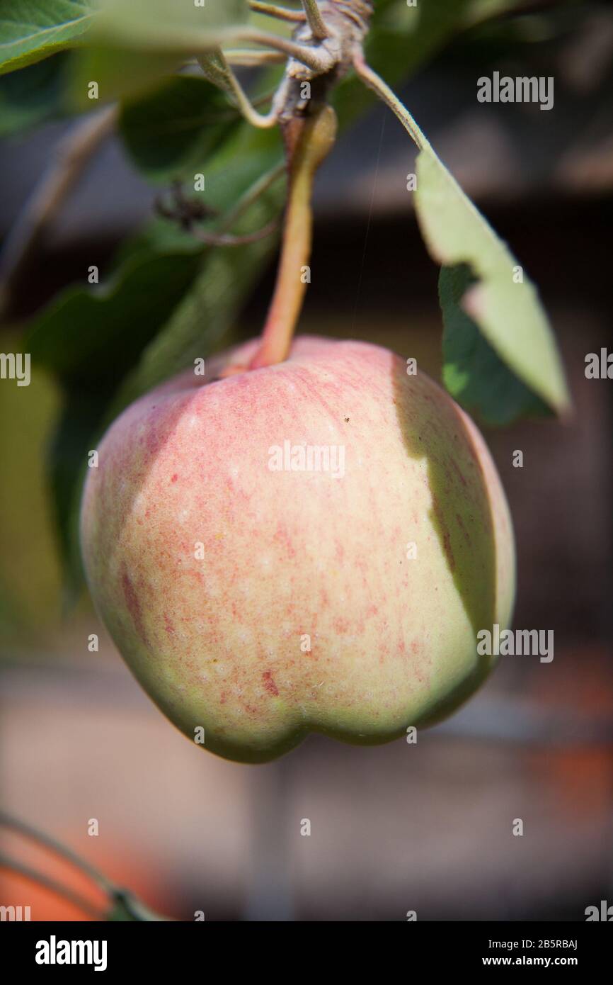 Fruitful apple tree hi-res stock photography and images - Alamy