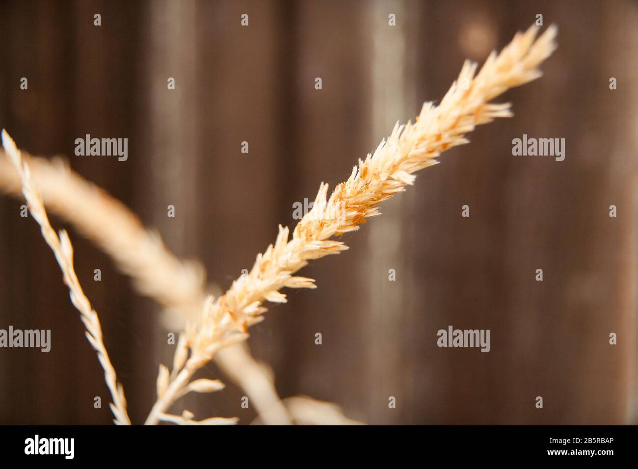 Close Up of Shaft of Wheat Stock Photo - Alamy