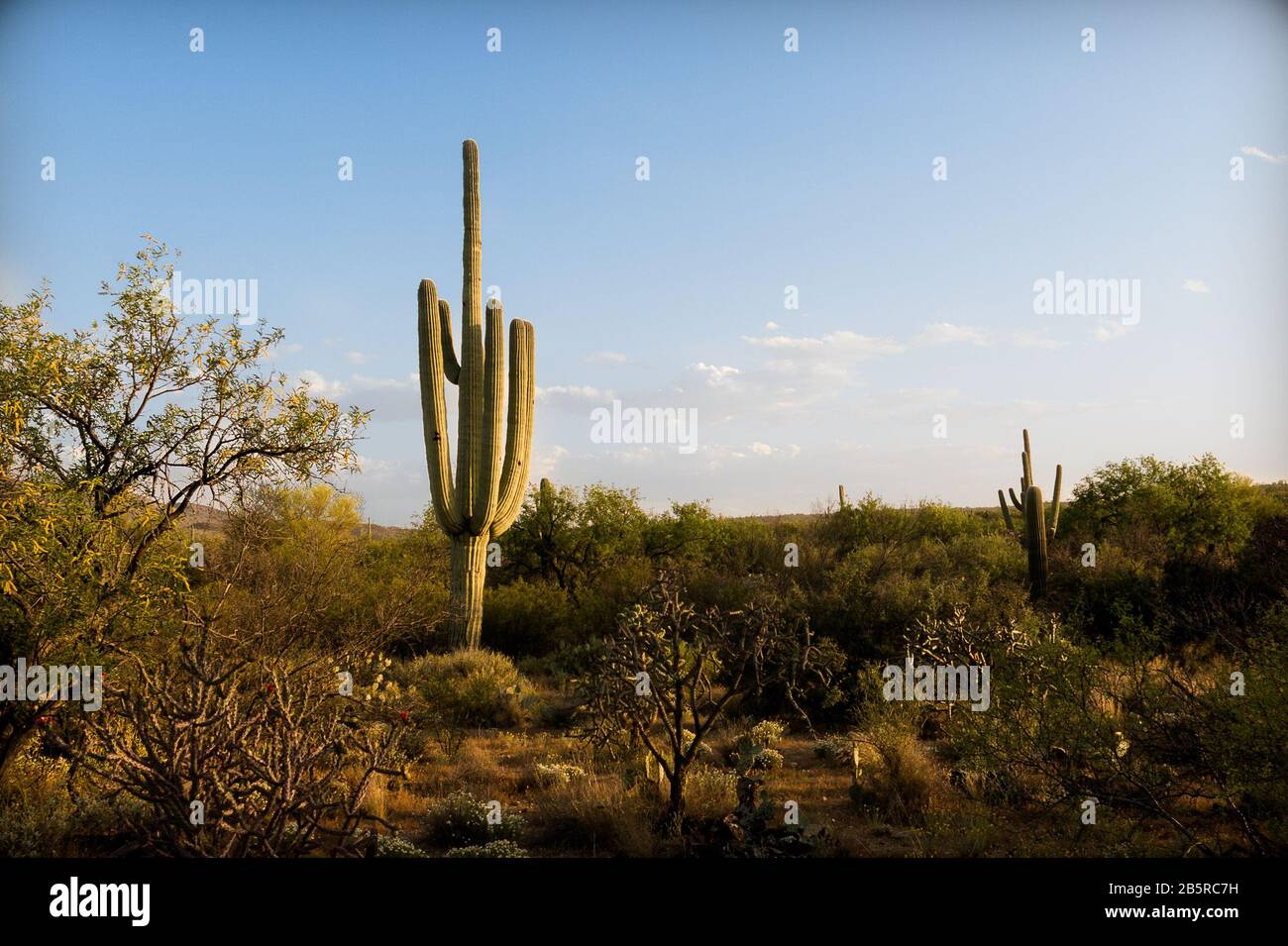 Western landscape america cactus hi-res stock photography and images ...