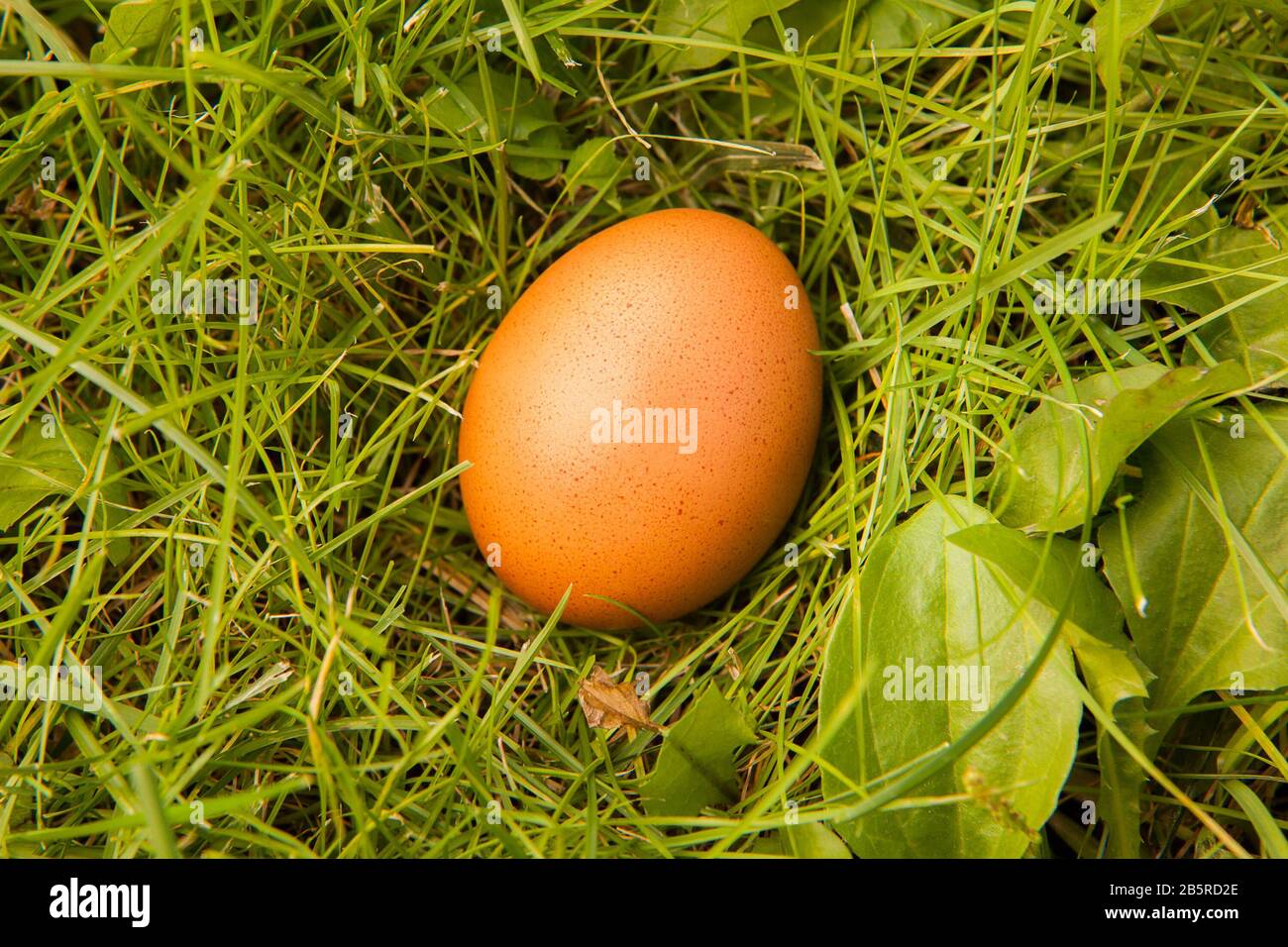 Single Brown Chicken Egg in Grass Stock Photo - Alamy