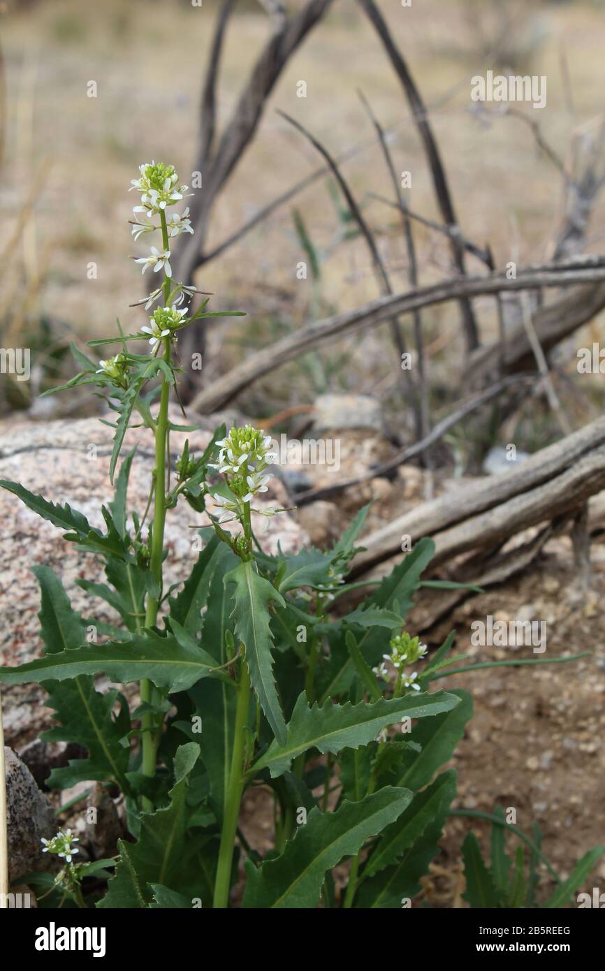 Mustard tree hi-res stock photography and images - Alamy