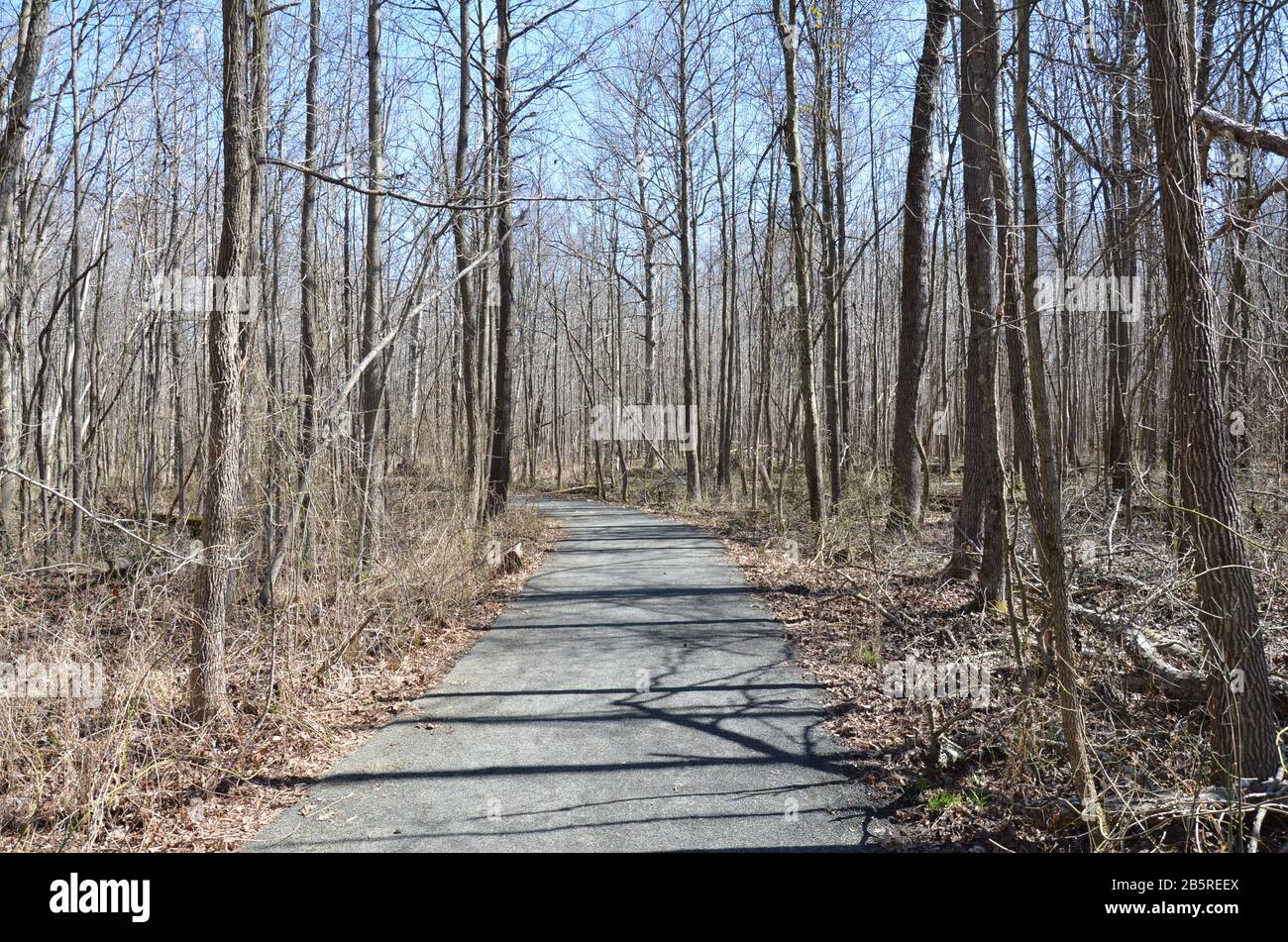 path or trail in forest or woods with trees and brown leaves and plants ...