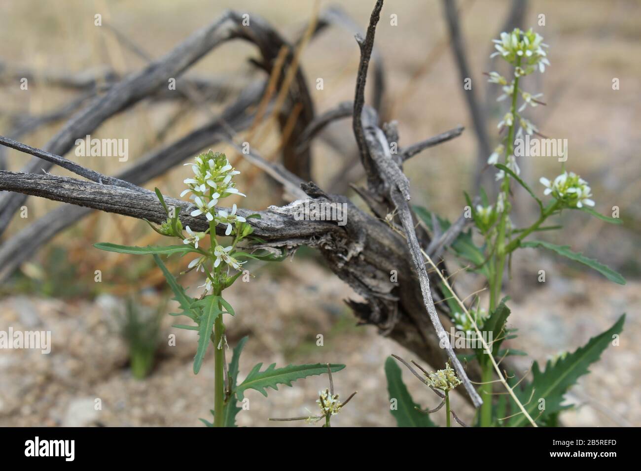 Mustard tree hi-res stock photography and images - Alamy