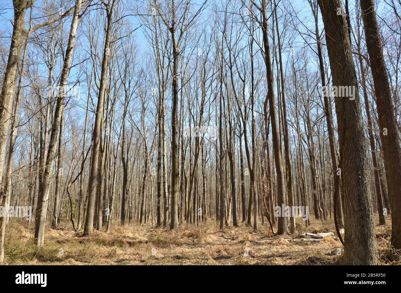 Tall trees in a forest hi-res stock photography and images - Alamy