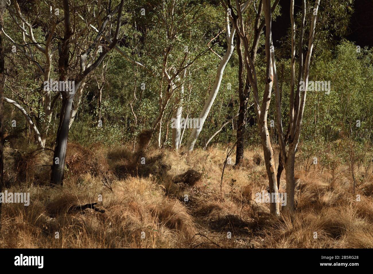 White river gums and native grass & vivid green gum leaves in bright ...