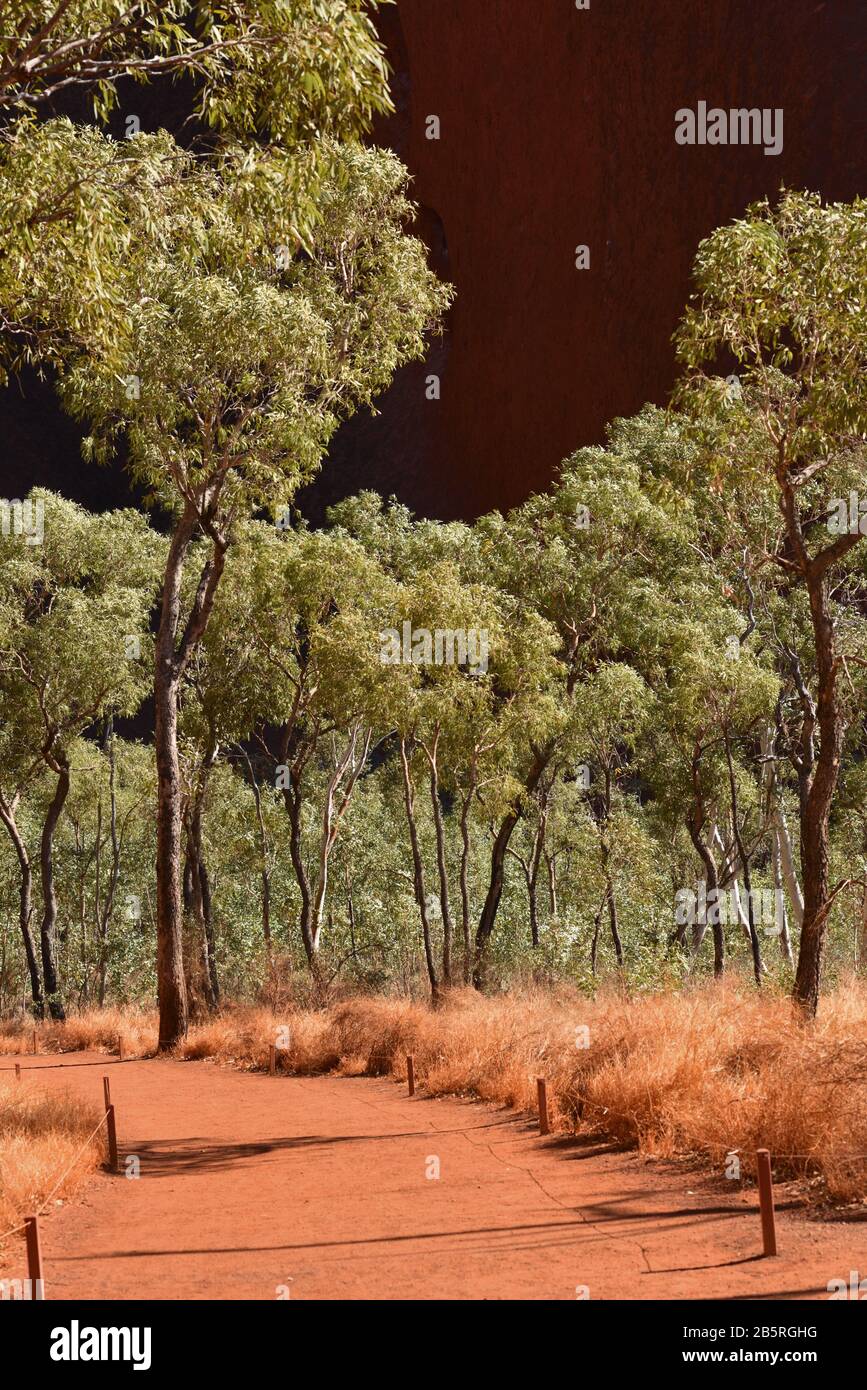 Scrub gum hi-res stock photography and images - Alamy
