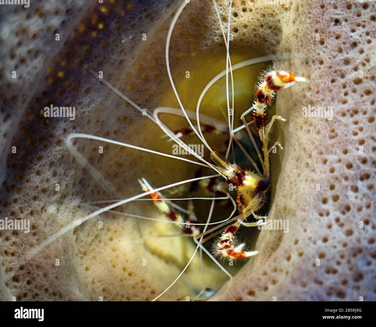 Giant shrimp ocean hi-res stock photography and images - Alamy