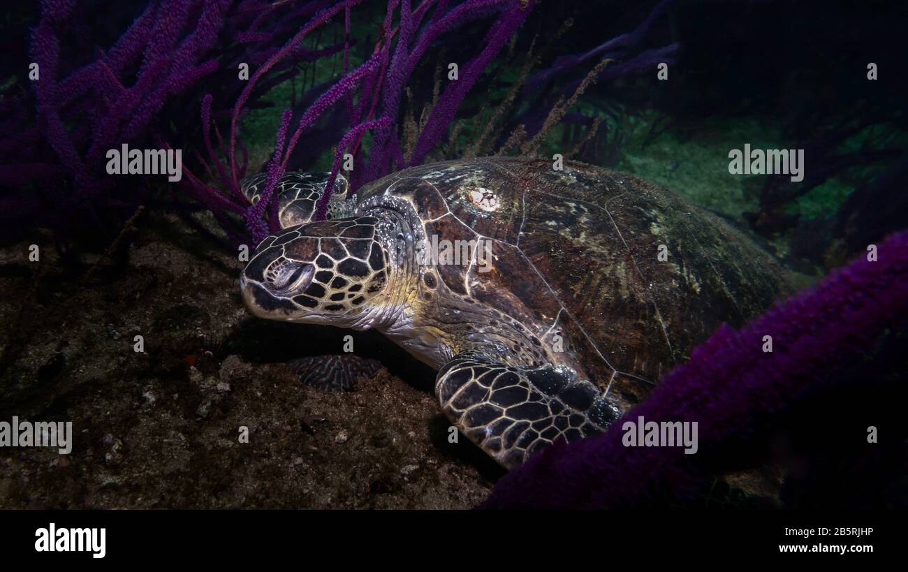 Green sea turtle (Chelonia mydas) resting on the sea floor, rare ...