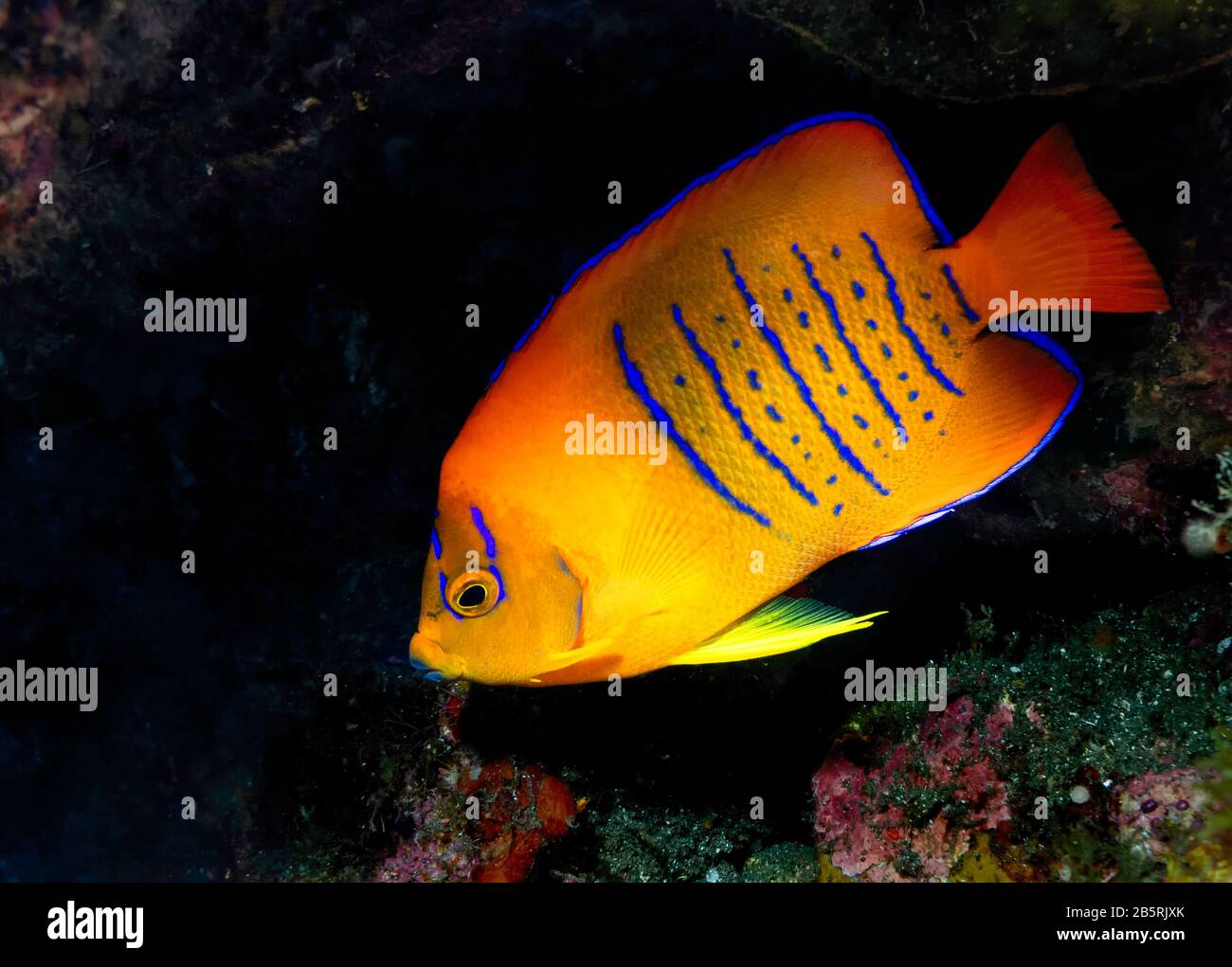Clarion angelfish hi-res stock photography and images - Alamy