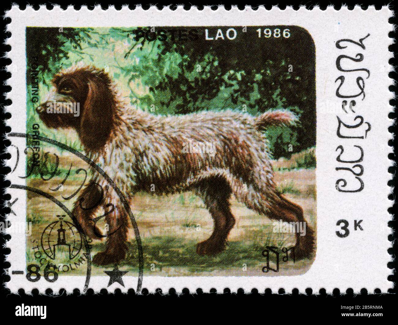 Pointing Griffon (Canis lupus familiaris Stock Photo - Alamy