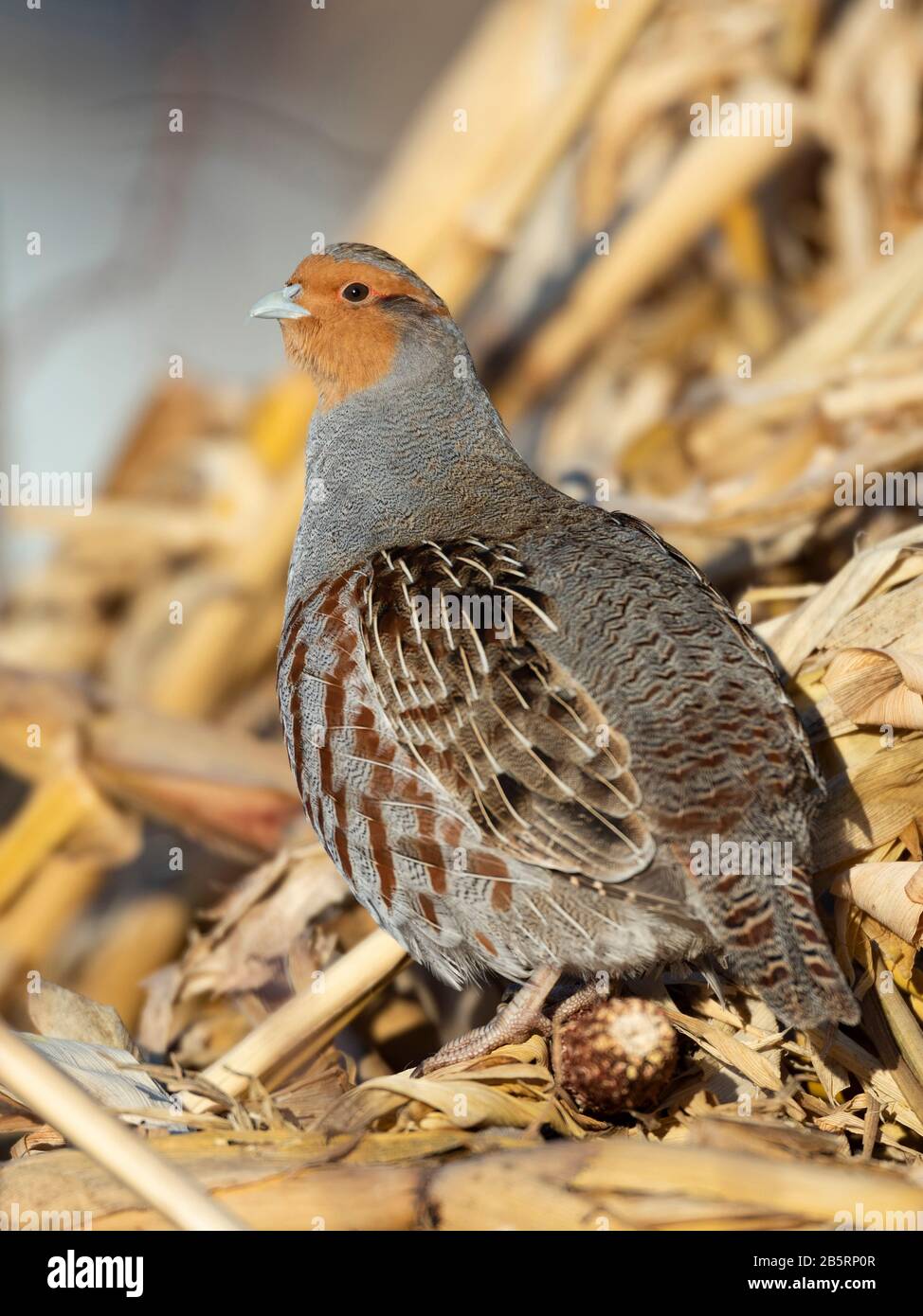Hungarian Partridge in the winter in North Dakota Stock Photo - Alamy