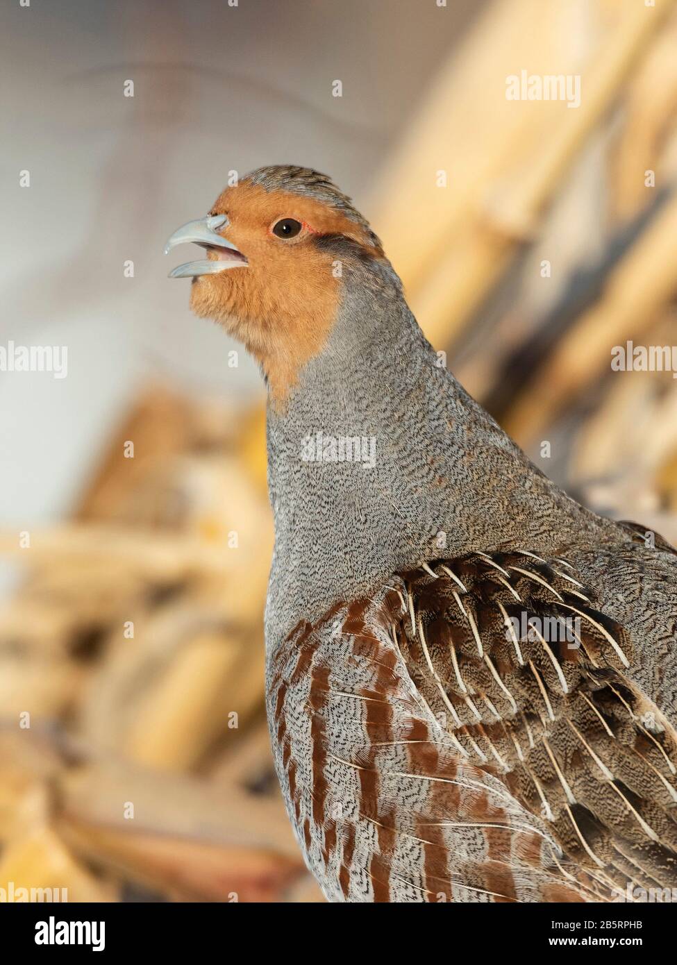 Hungarian Partridge in the winter in North Dakota Stock Photo - Alamy