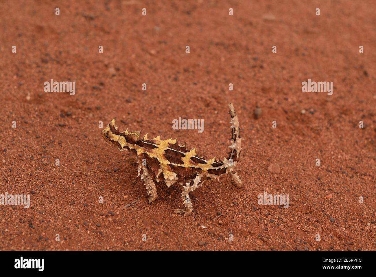 A small Thorny Devil lizard on red desert sand in arid scrub with thorn ...