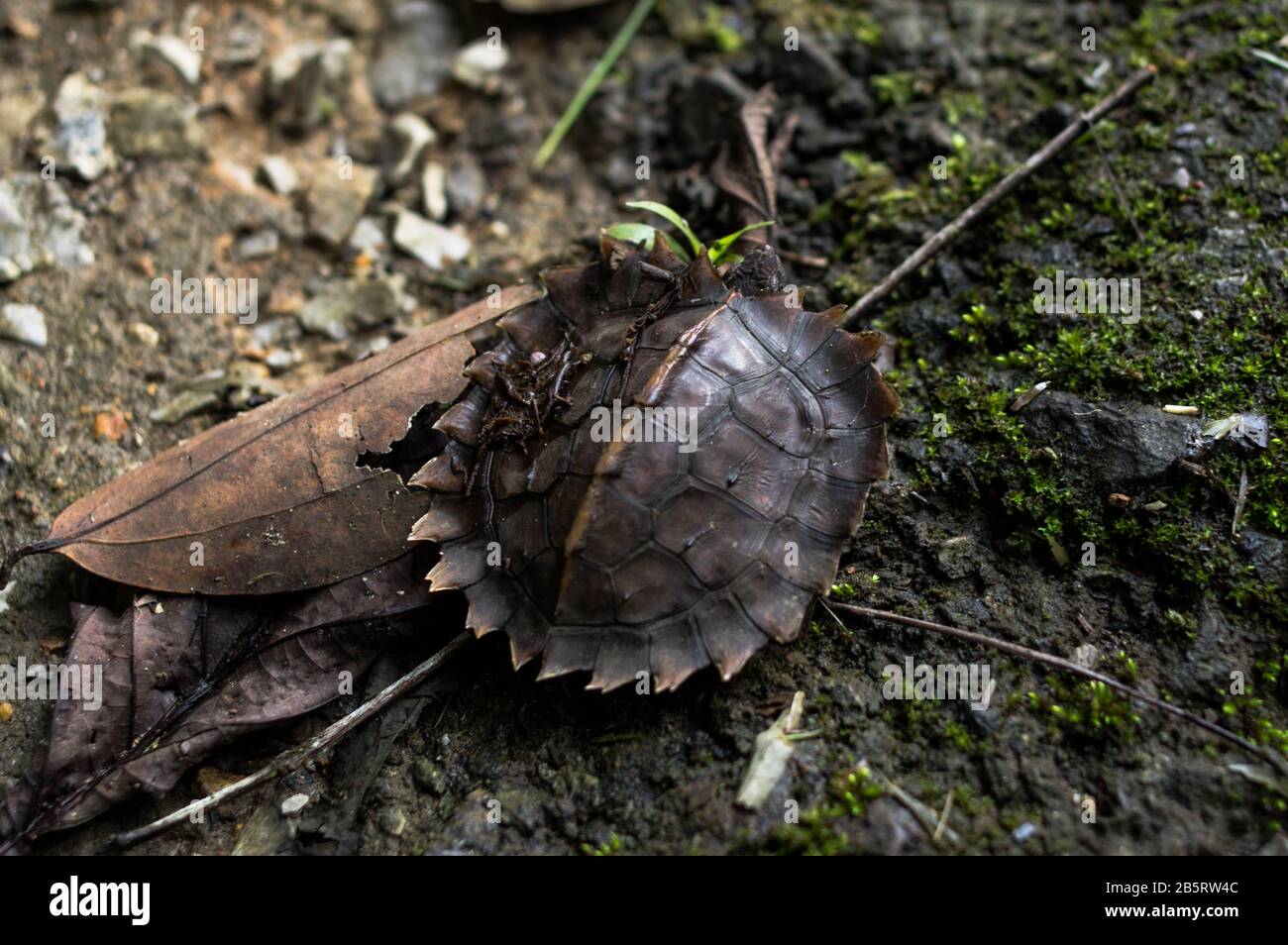 Spiny tortoise in the Sarawakian jungle, Malaysia Stock Photo - Alamy