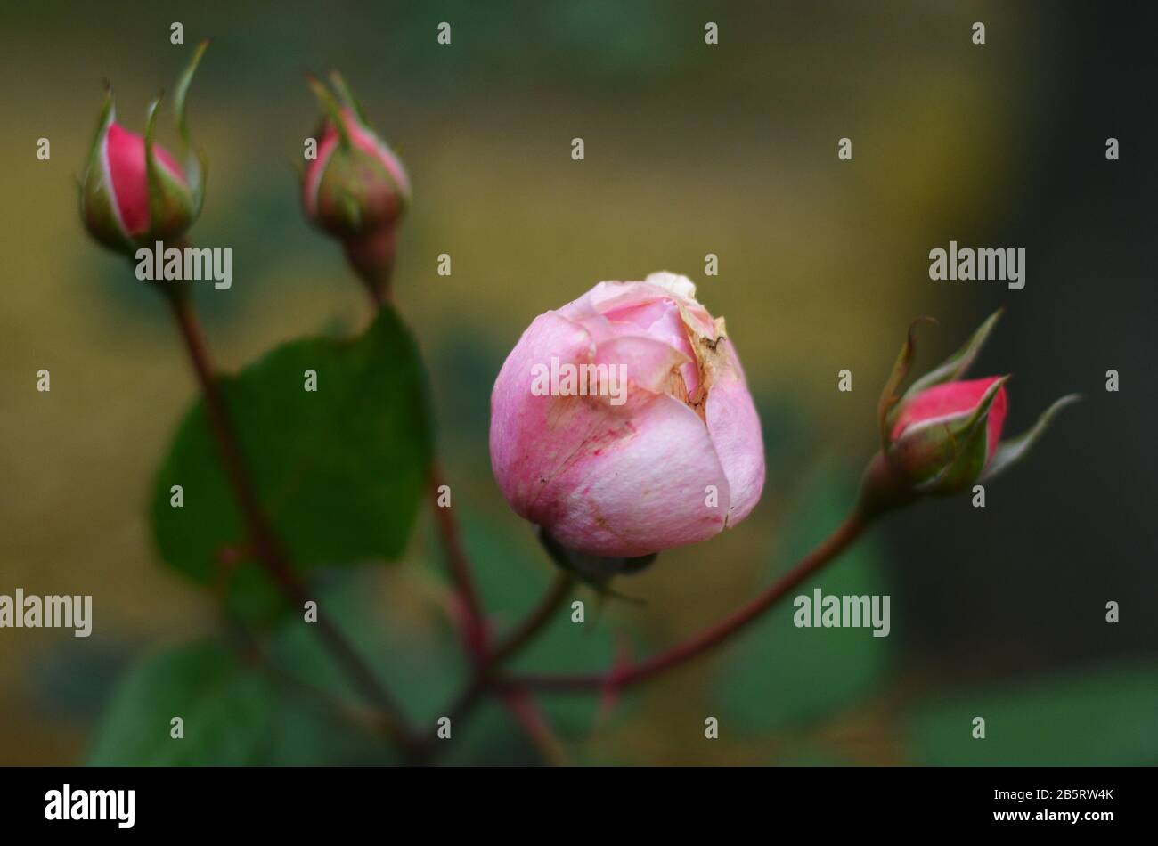 Unopened Rose High Resolution Stock Photography and Images - Alamy
