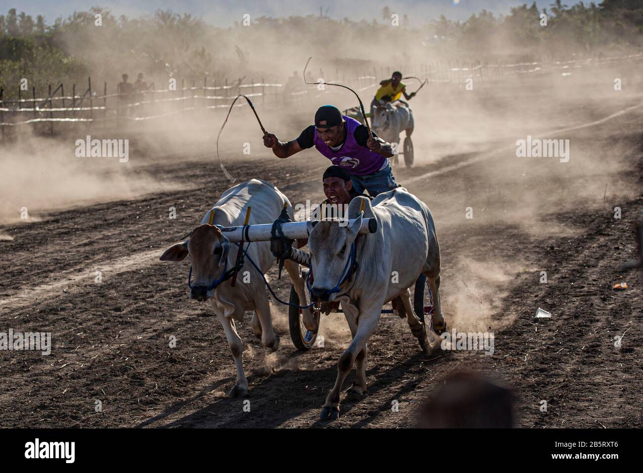 Cow cart hi-res stock photography and images - Alamy